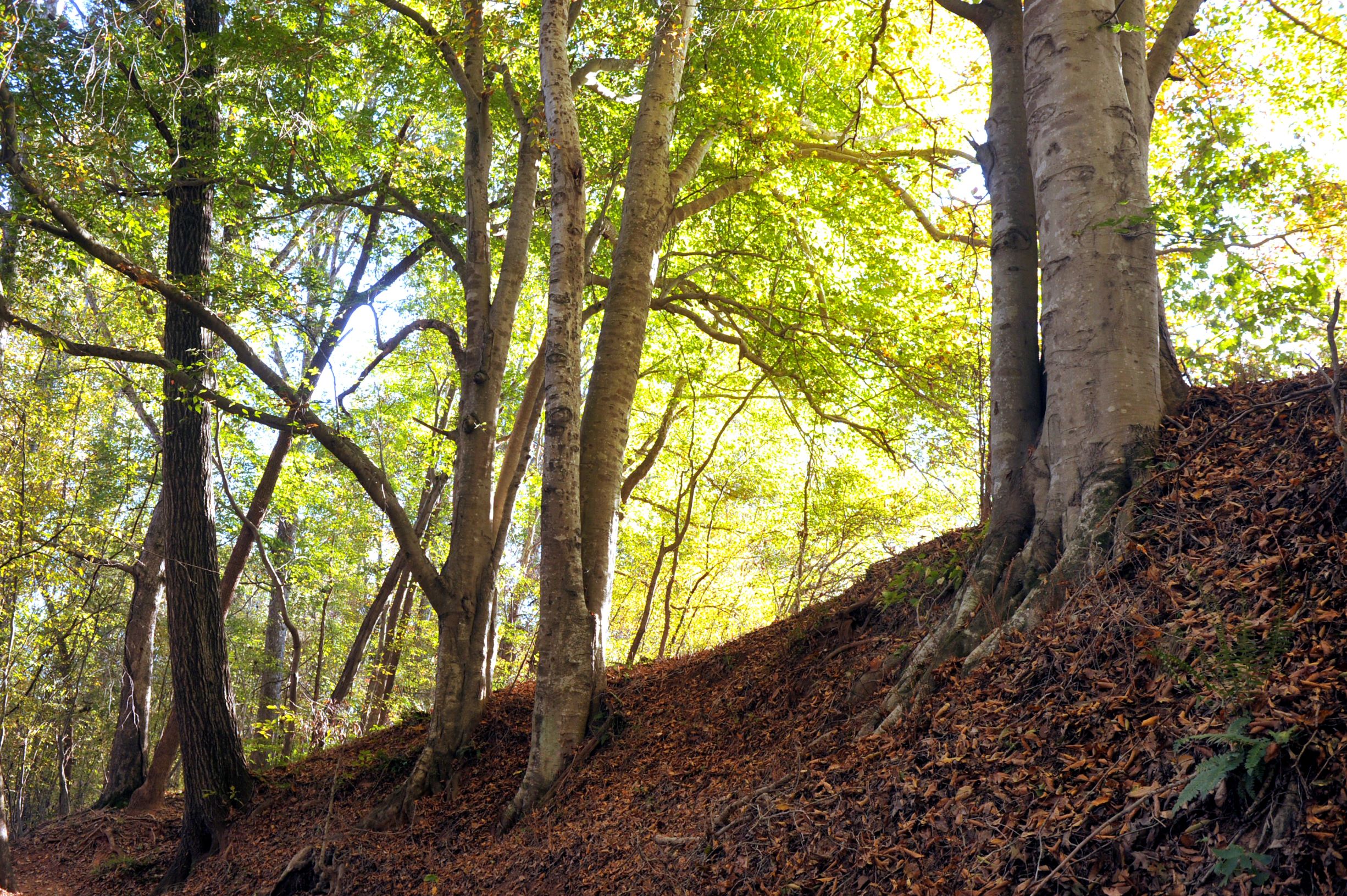 The Carolina Thread Trail | Regional Network of Trails