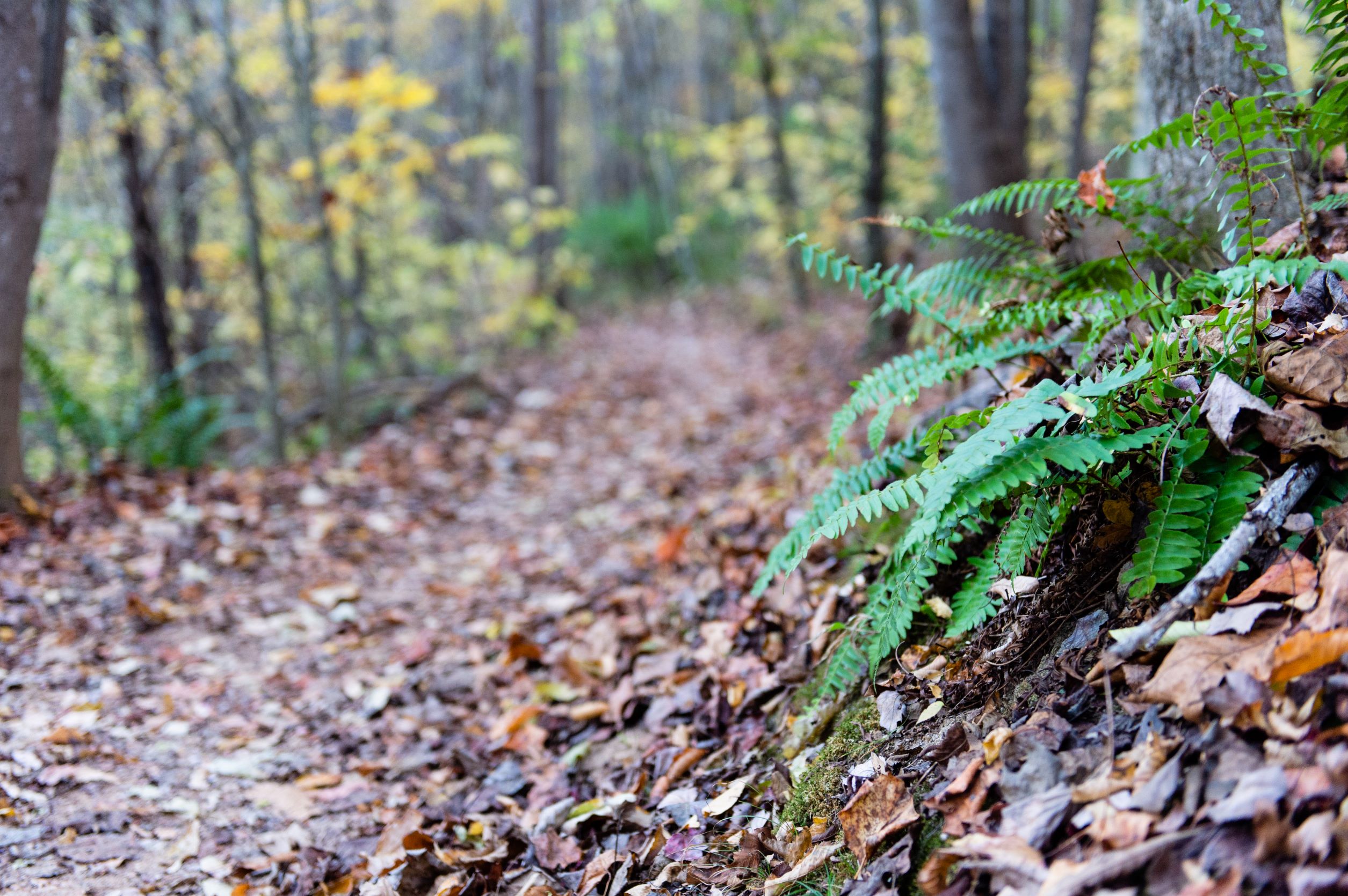 Carolina Thread Trail & Catawba Lands Conservancy 2021 Year In Review ...