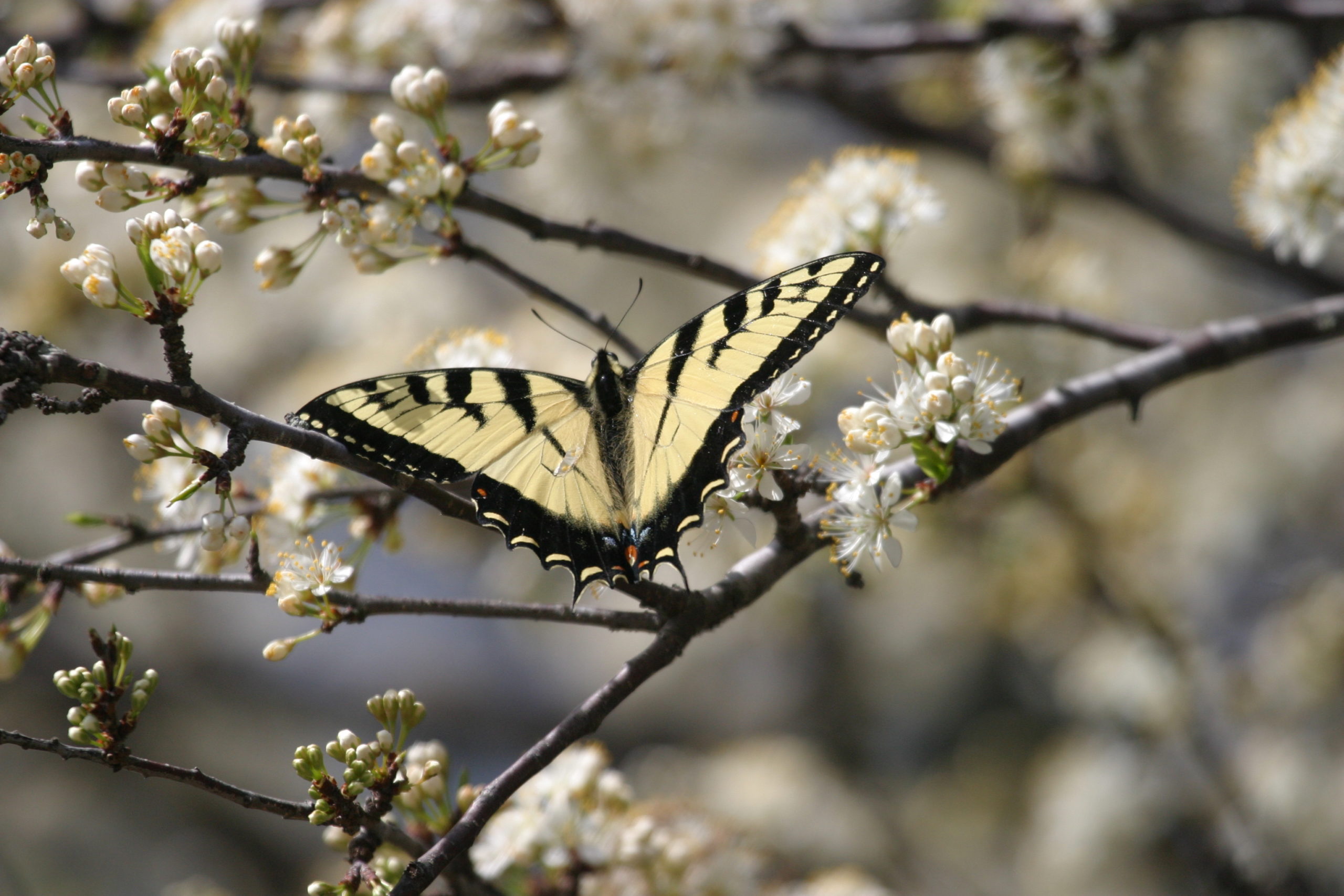 Three Trails to Know if You Love Spring Wildflowers | The Carolina ...