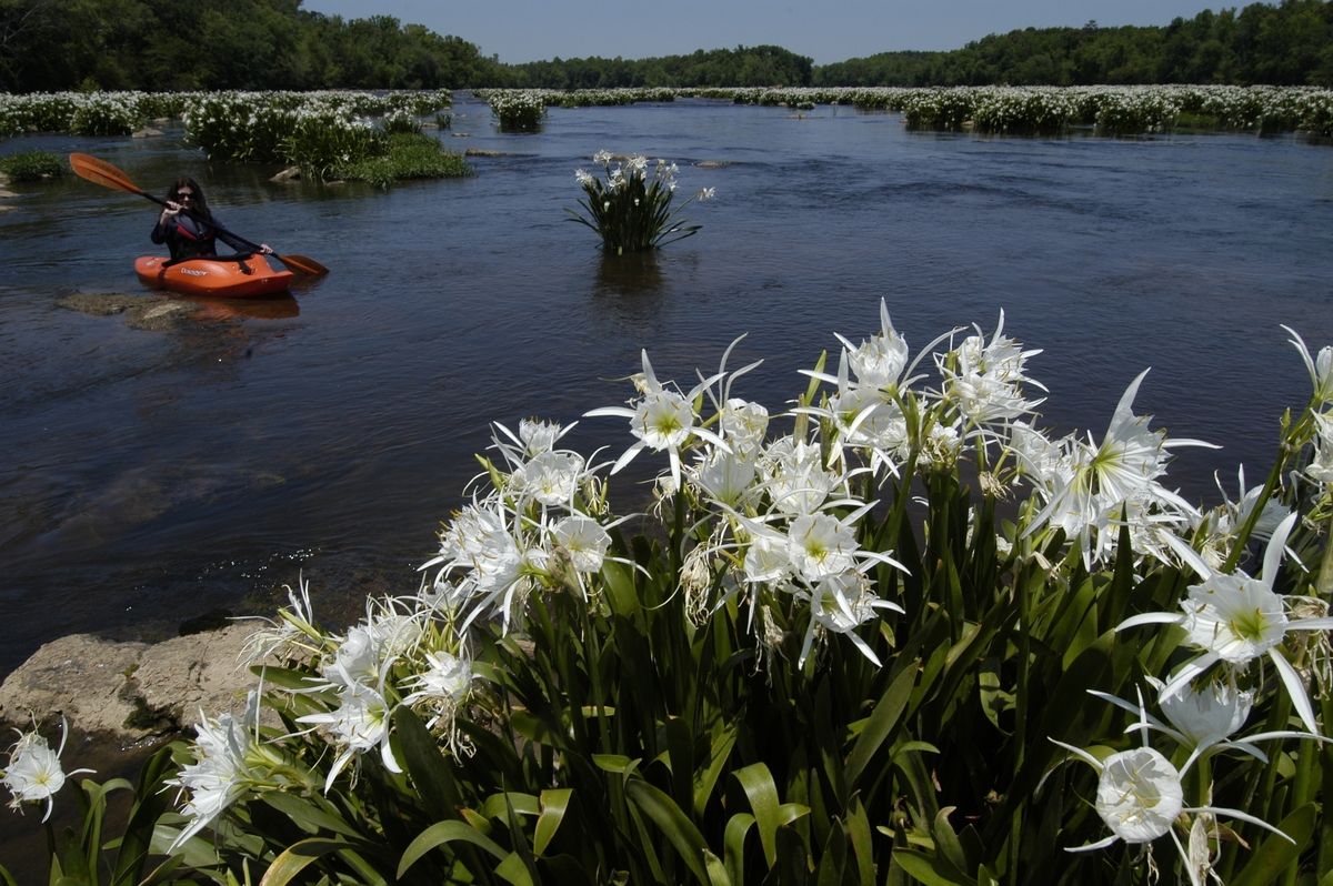 Three Trails to Know if You Love Spring Wildflowers | The Carolina ...