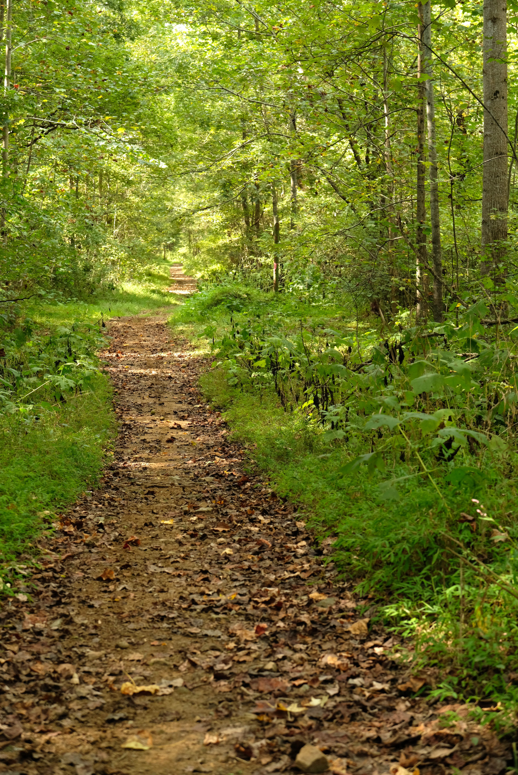 The Carolina Thread Trail | Regional Network of Trails